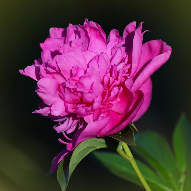 Pivoine Fleur Plantes - Photo gratuite sur Pixabay - Pixabay