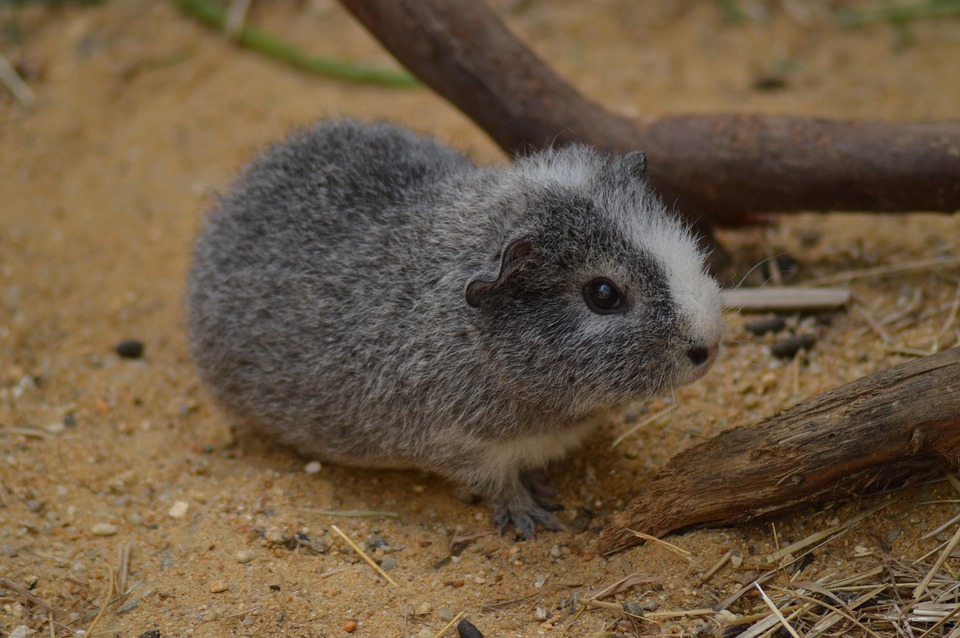 Guinea Pig Fur Grey - Free photo on Pixabay - Pixabay