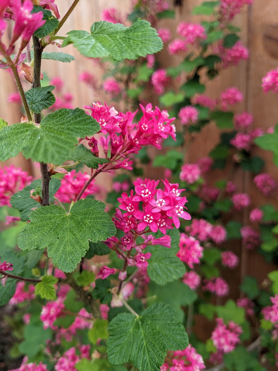 Nature Fleurs Plantes - Photo gratuite sur Pixabay - Pixabay