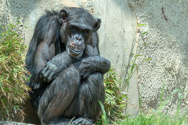 Chimpancé Mono Fauna Silvestre - Foto gratis en Pixabay - Pixabay
