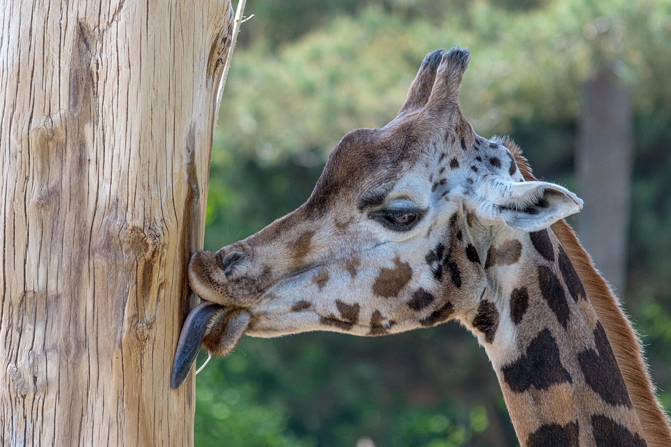 Giraffe Safari Lecken - Kostenloses Foto auf Pixabay - Pixabay