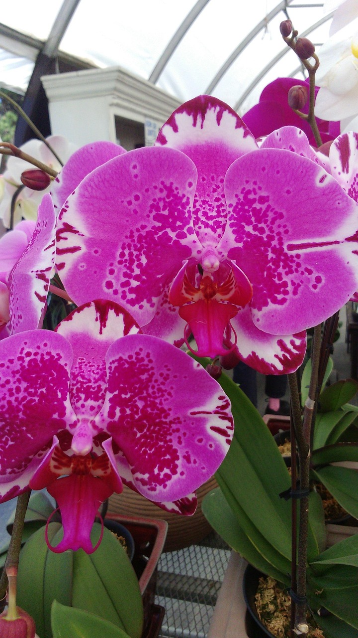 Orchidée Fleur Nature - Photo gratuite sur Pixabay - Pixabay