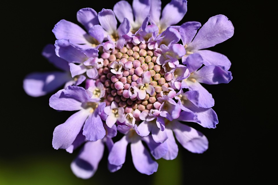 Kukka Luonne Vakiotyyppi - Ilmainen valokuva Pixabayssa - Pixabay