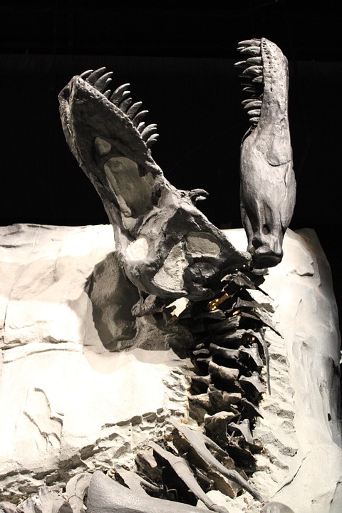 T-Rex Skull Royal Tyrrell Museum - Free photo on Pixabay - Pixabay