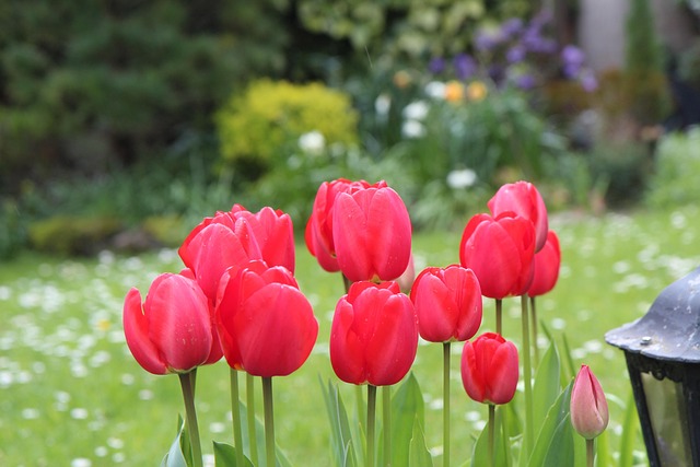 Tulip Bunga-Bunga Tanaman Bunga - Foto gratis di Pixabay - Pixabay