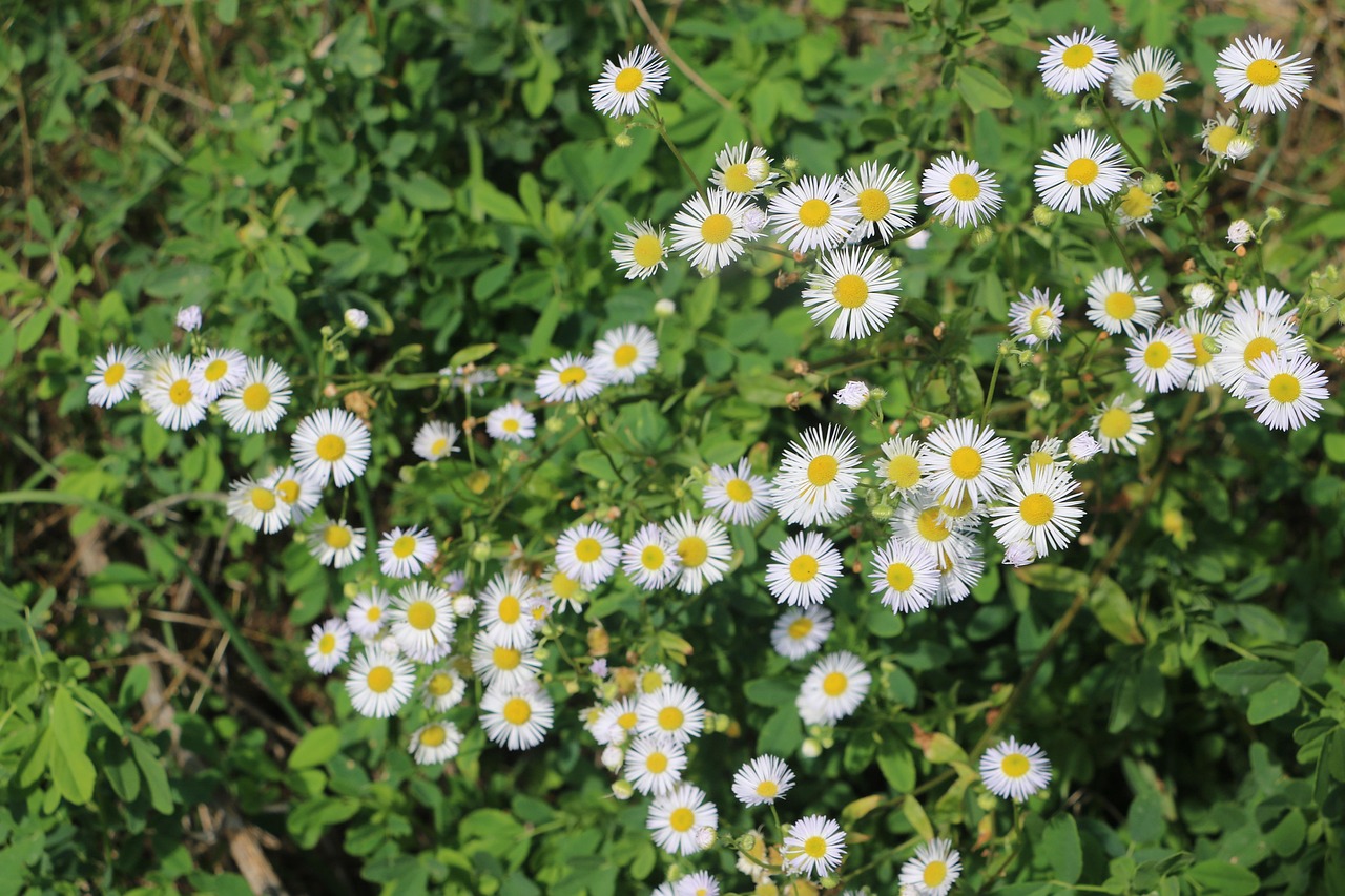 Field Daisy Flower White - Free photo on Pixabay - Pixabay