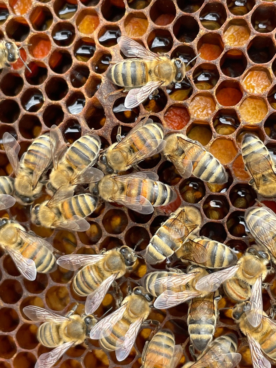 1,000+ Free Beekeeping & Bees Images - Pixabay