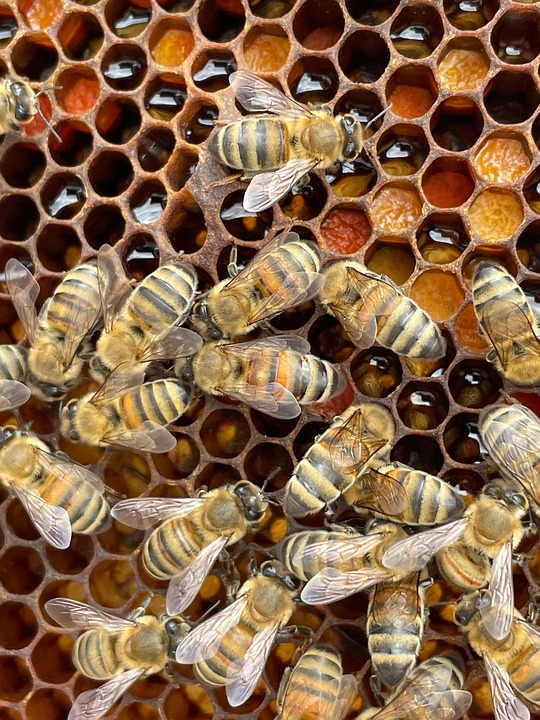 Honey Nature - Free photo on Pixabay