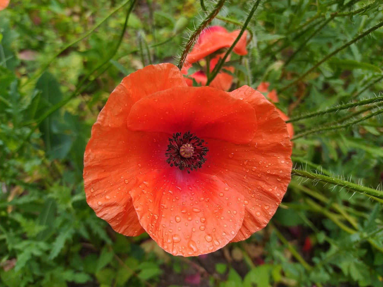 Poppy Flower Plant - Free photo on Pixabay - Pixabay