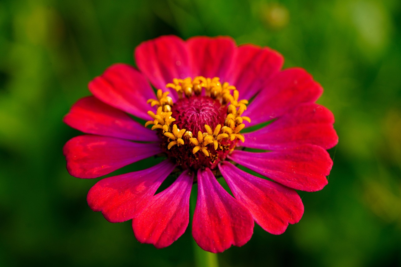 Crisântemo Flor Planta - Foto gratuita no Pixabay - Pixabay