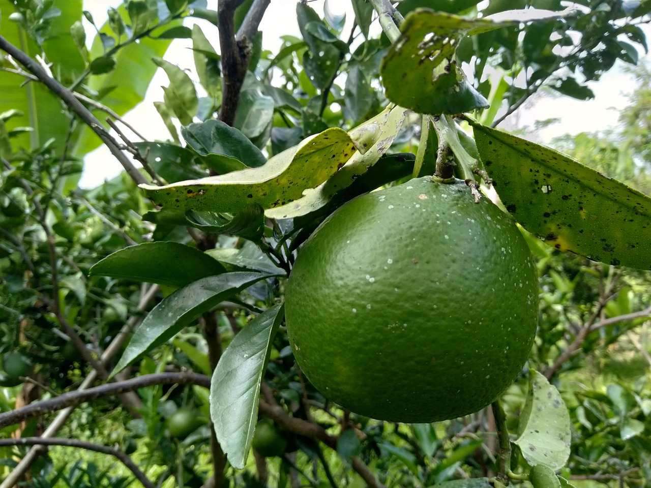 Vert Fruit Jardin - Photo gratuite sur Pixabay - Pixabay