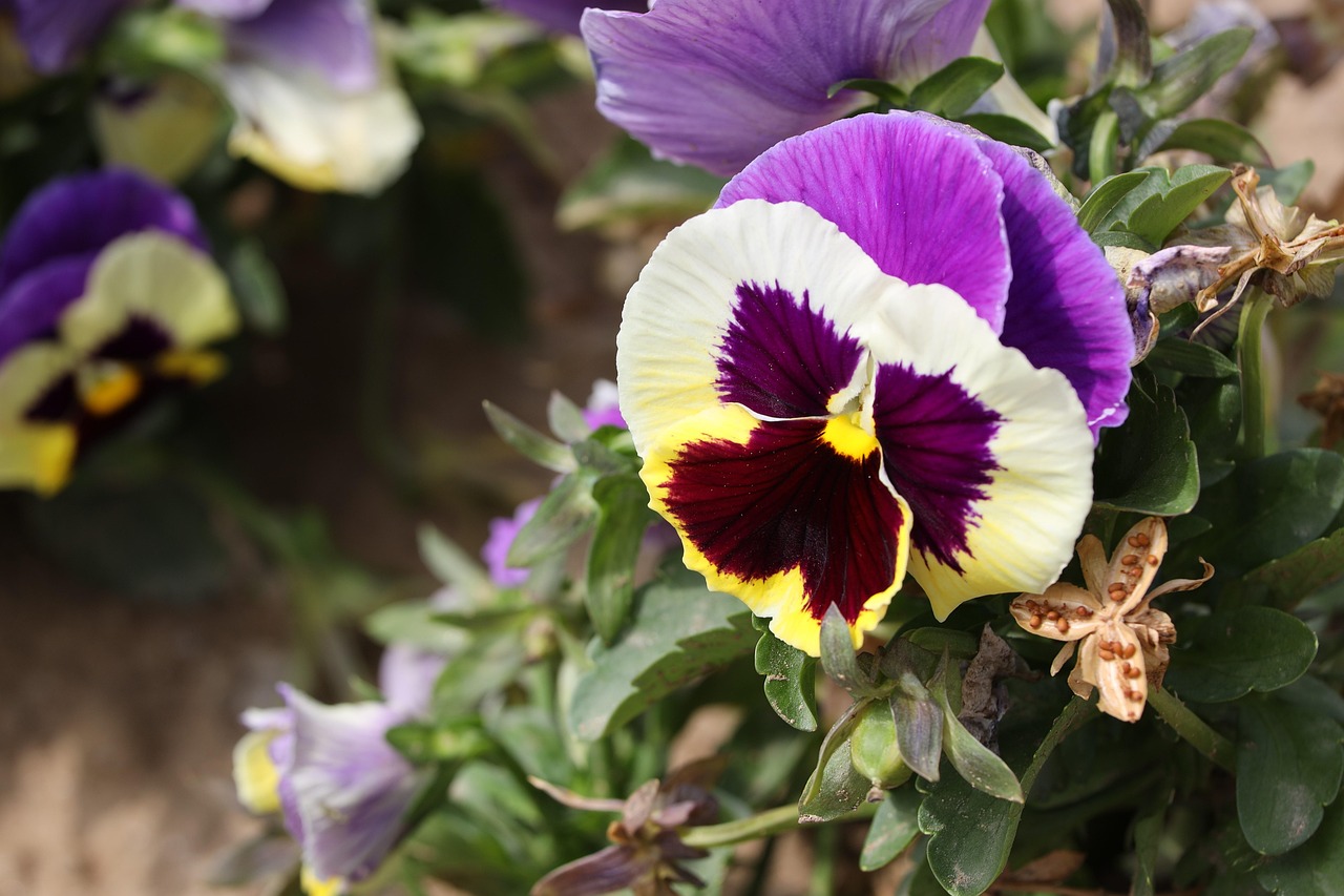 Stedmoderblomster Blomst Plante - Gratis foto på Pixabay - Pixabay