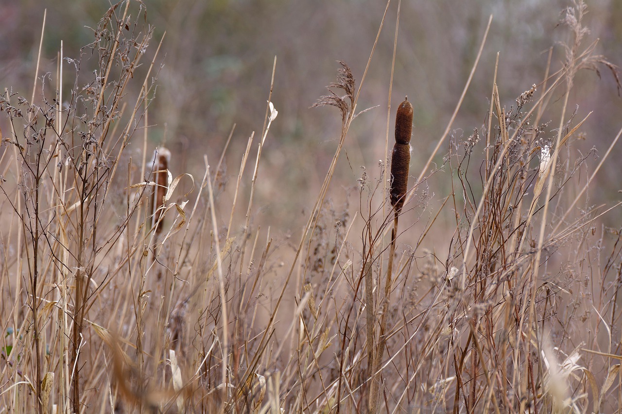 Nature Cats Tail Grass Still - Free photo on Pixabay - Pixabay