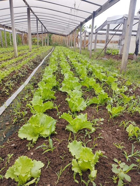 Huerta Lechuga Verduras - Foto gratis en Pixabay - Pixabay