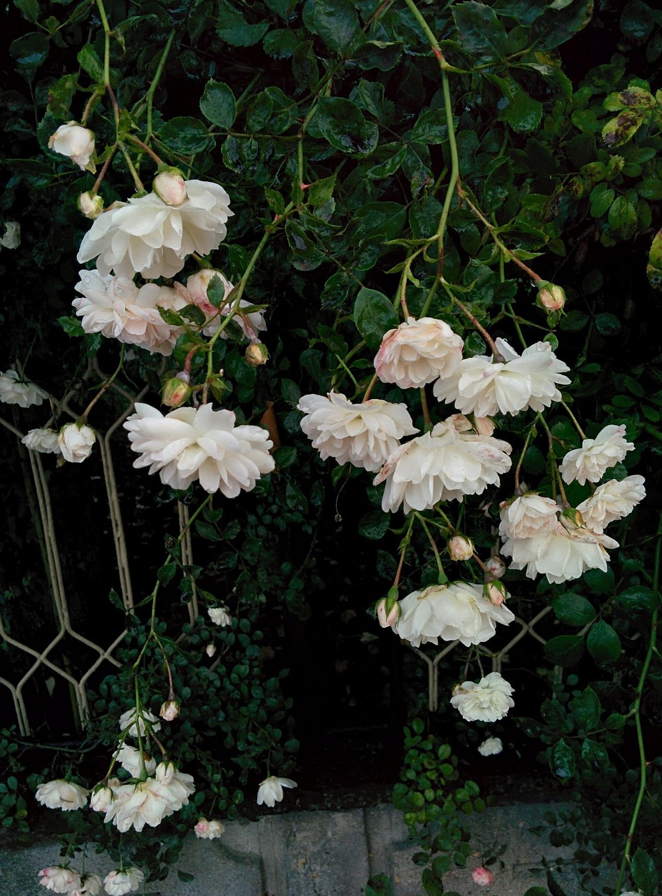 Fleurs Des Roses Blanche - Photo gratuite sur Pixabay - Pixabay