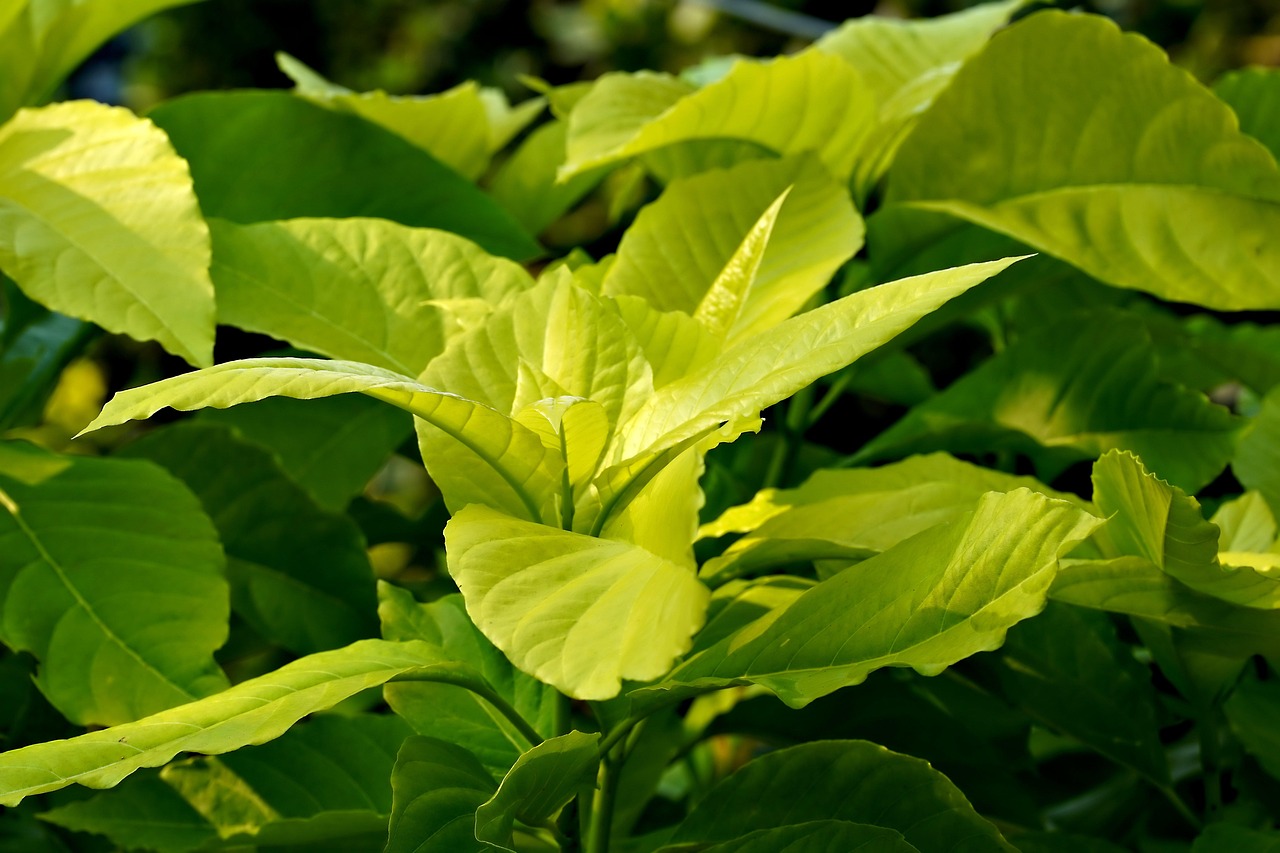 Green Leaves Plant - Free photo on Pixabay