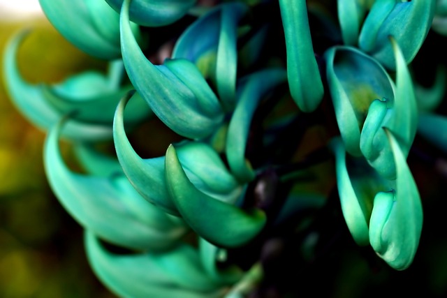 Mais de 40 imagens grátis de Plante Jade e Natureza - Pixabay