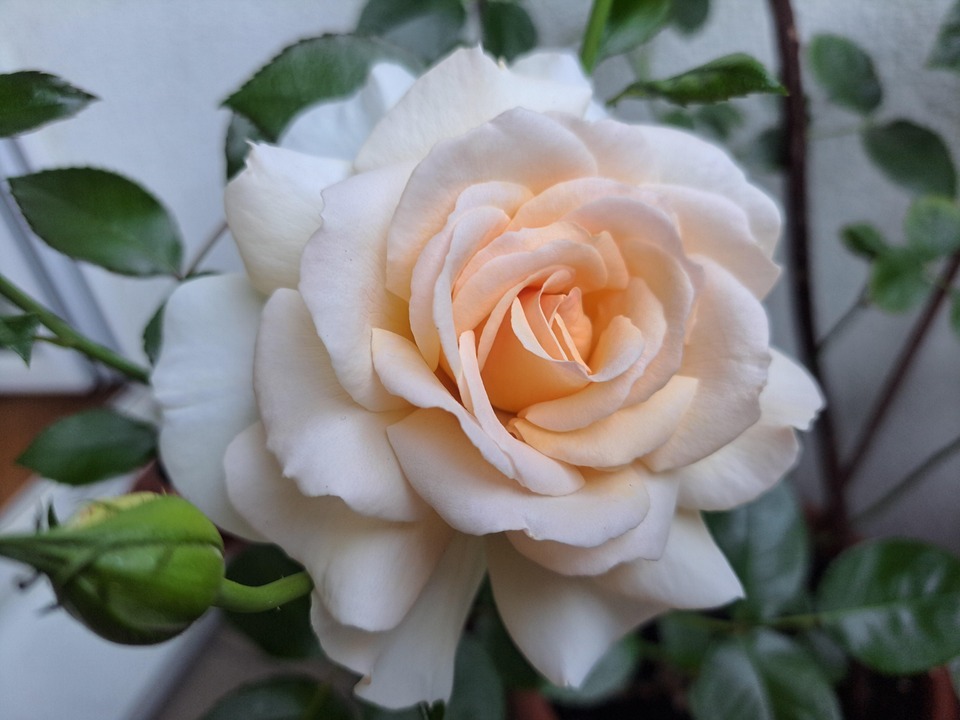 Rose Flore Fleur - Photo gratuite sur Pixabay - Pixabay