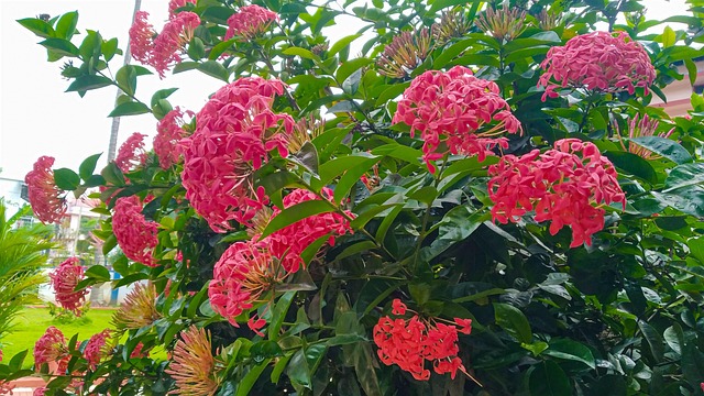 茶池 花 红花 - Pixabay上的免费照片 - Pixabay