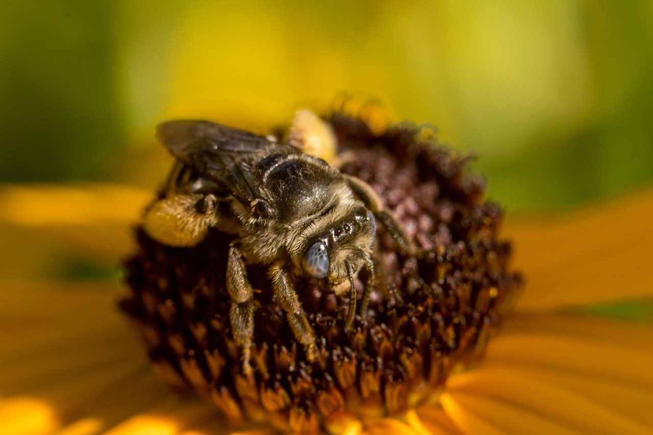 Bunga Lebah Makro - Foto gratis di Pixabay - Pixabay