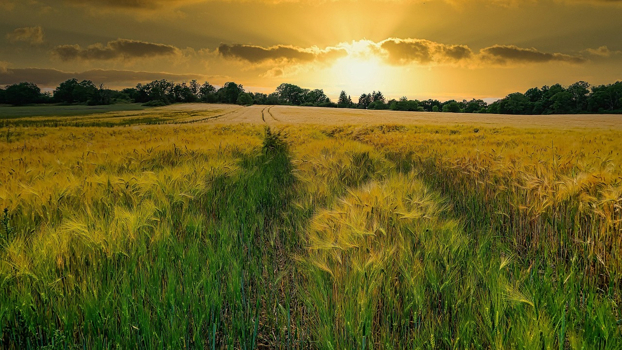 Sunset Country Life Grain - Free photo on Pixabay - Pixabay