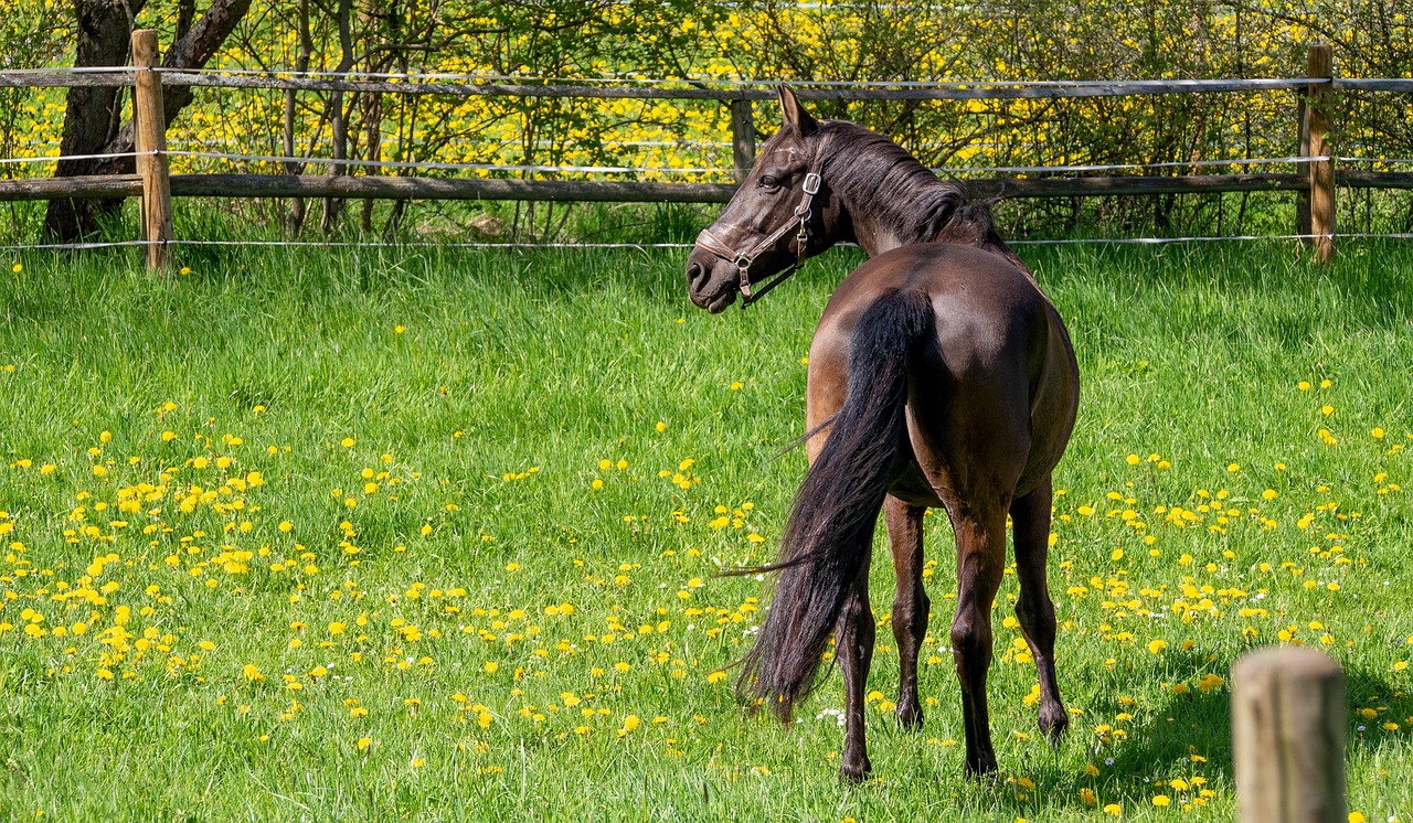 Horse Pferd Sommer - Kostenloses Foto auf Pixabay - Pixabay