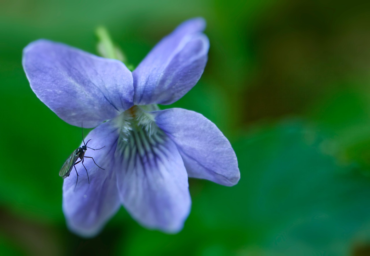Mosquito Flor - Foto gratuita no Pixabay - Pixabay