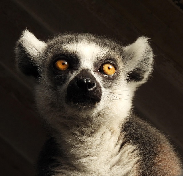 Lêmure Mamífero Fauna Animais - Foto gratuita no Pixabay - Pixabay