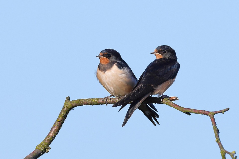 Barn Swallow Birds - Free photo on Pixabay - Pixabay
