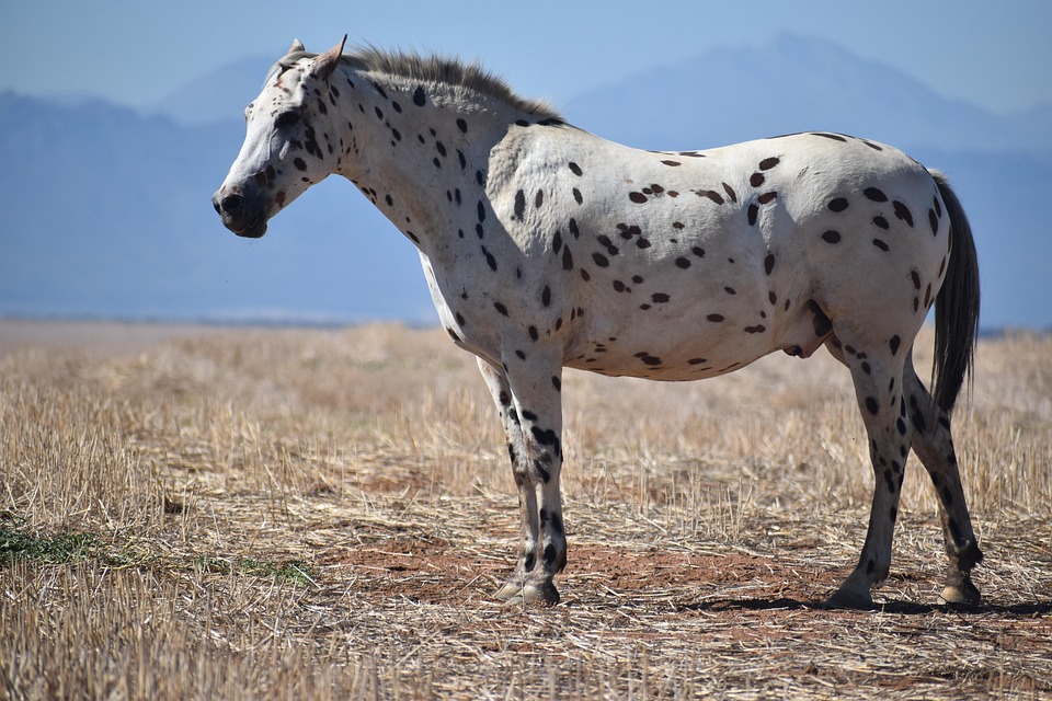 Horse Mammal Animal - Free photo on Pixabay