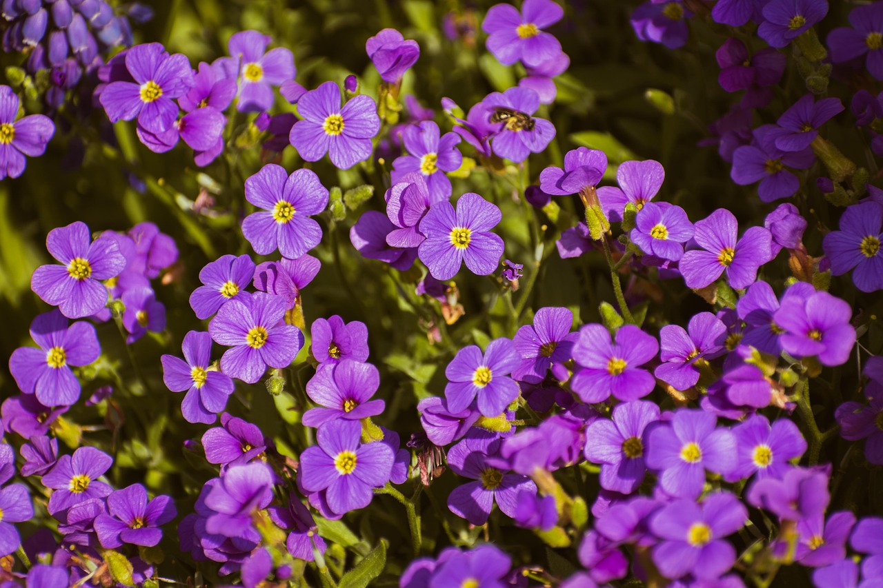 Aubrieta 花朵 植物 奥伯里塔·德尔托伊达（Aubrieta - Pixabay上的免费照片 - Pixabay