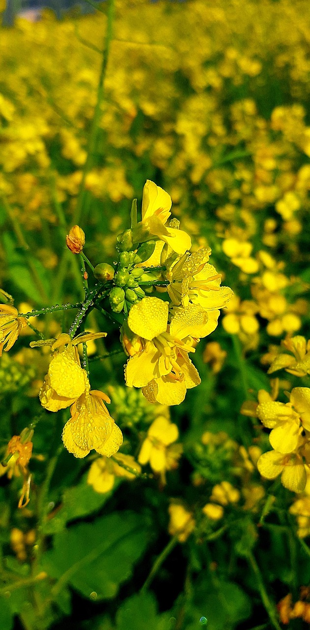 Mustard Flower Brassicaceae - Free photo on Pixabay - Pixabay