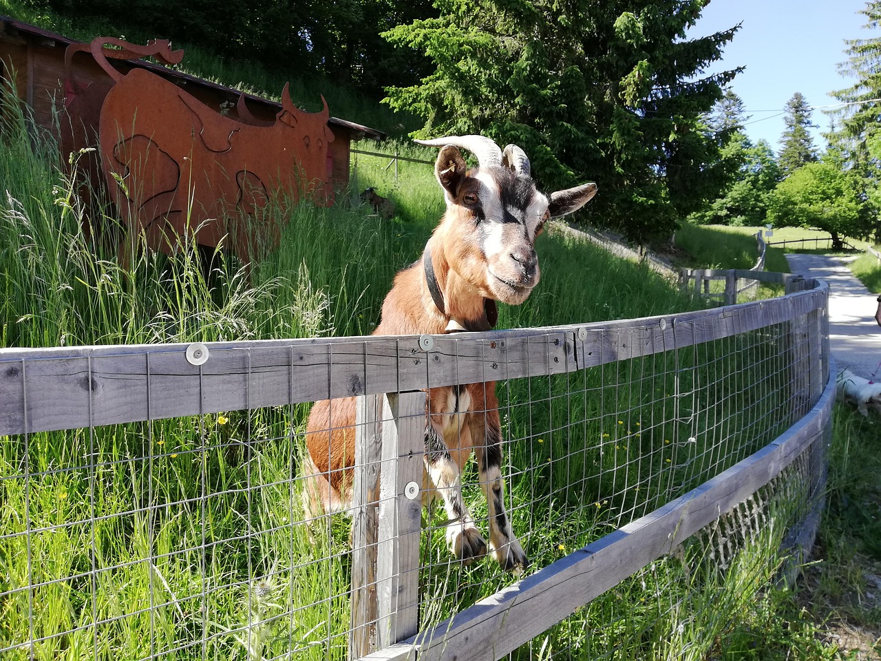 Chèvre Mammifère Animal - Photo gratuite sur Pixabay - Pixabay
