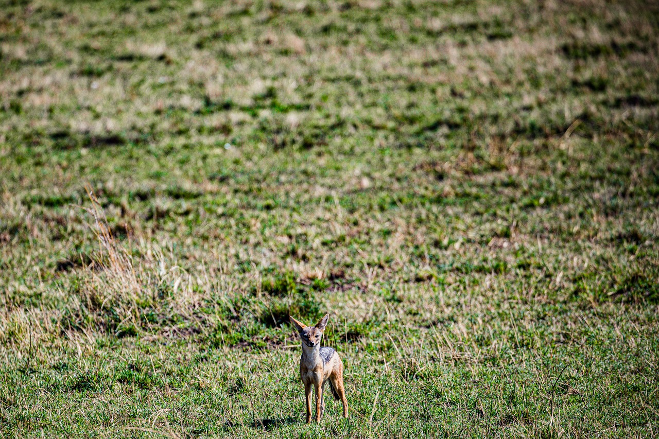 80+ Free Jackal & Animal Images - Pixabay