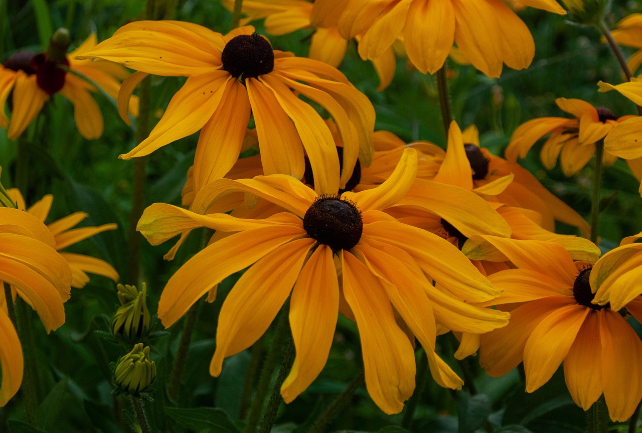 Flowers Petals Plants - Free photo on Pixabay - Pixabay