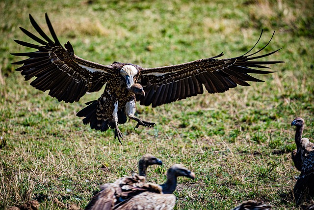 Vulture Bird Animal Of - Free photo on Pixabay - Pixabay