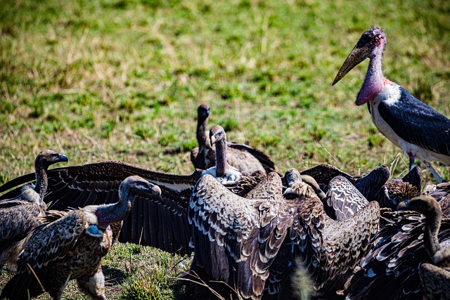 Vultures Birds Animal - Free photo on Pixabay - Pixabay