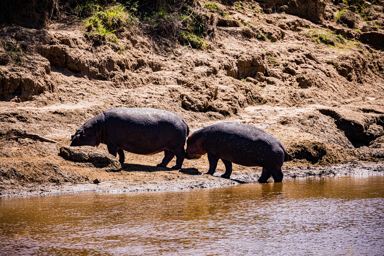 400+ Free Hippopotamus & Hippo Photos - Pixabay