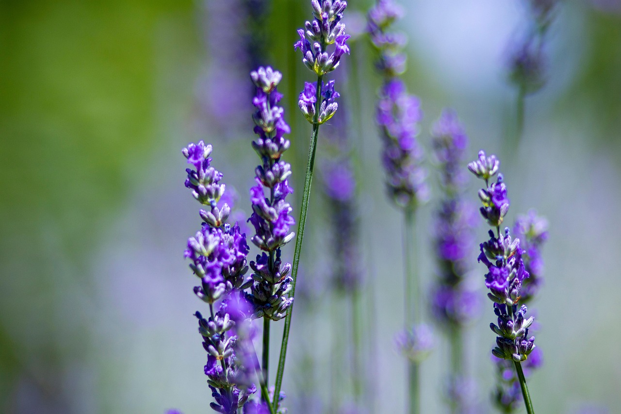 Lavanda Naturaleza Plantas - Foto gratis en Pixabay
