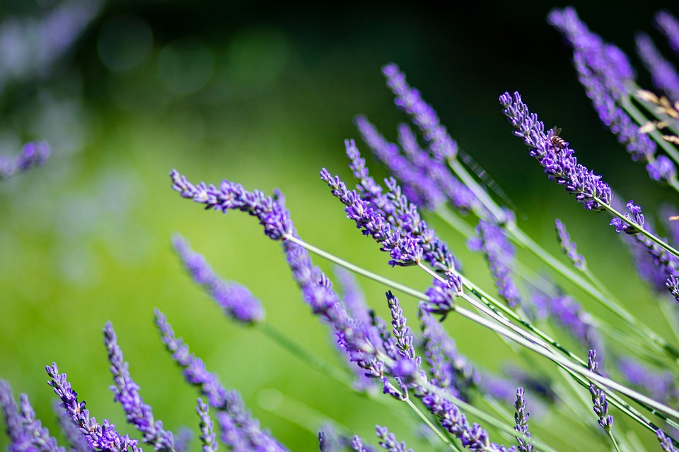 Lavender Bunga-Bunga Tanaman Bunga - Foto gratis di Pixabay - Pixabay