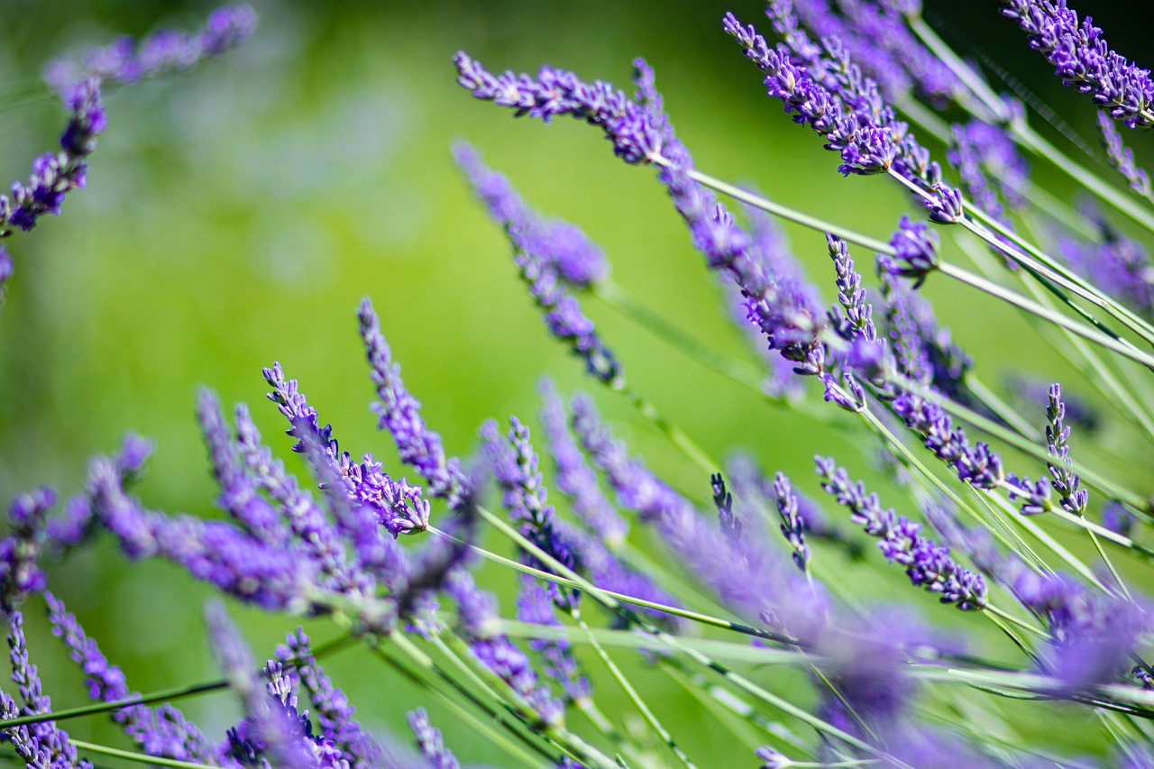 Lavendel Ahnliche Pflanzen