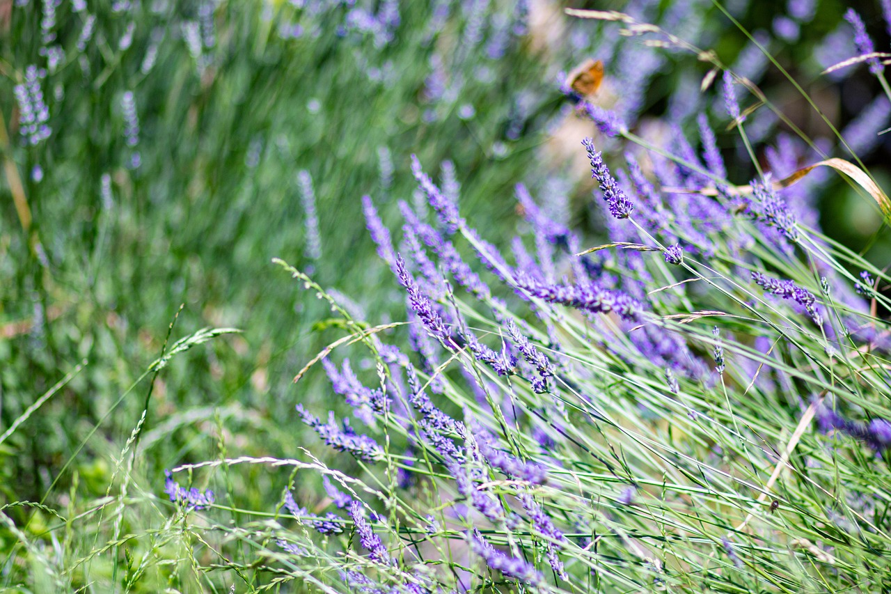 Lavender Nature Plants - Free photo on Pixabay - Pixabay