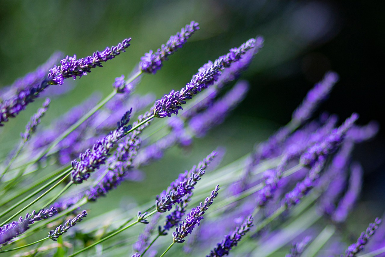 Laventeli Kukat Kasveja Violetti - Ilmainen valokuva Pixabayssa