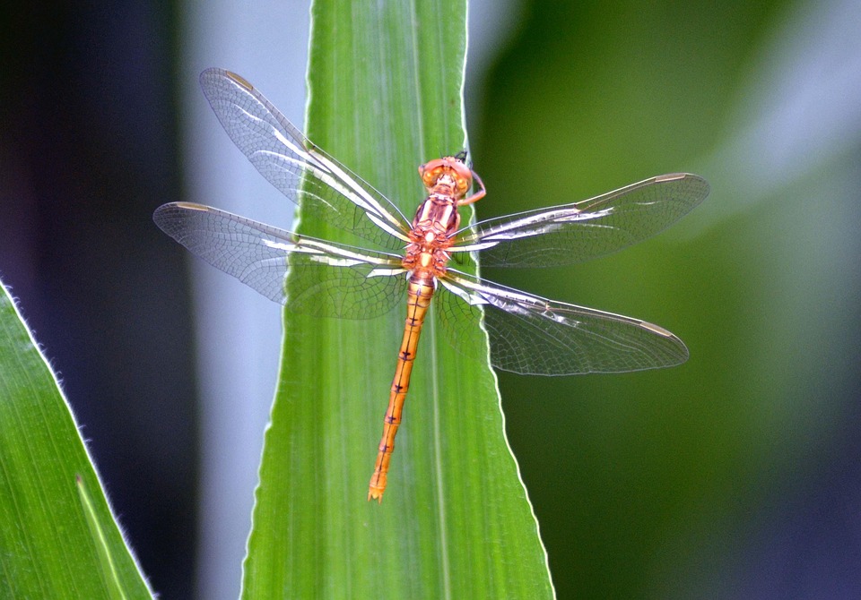 Libellule Feuille Ailes - Photo gratuite sur Pixabay - Pixabay