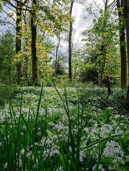 Natureza Floresta Primavera - Foto gratuita no Pixabay - Pixabay