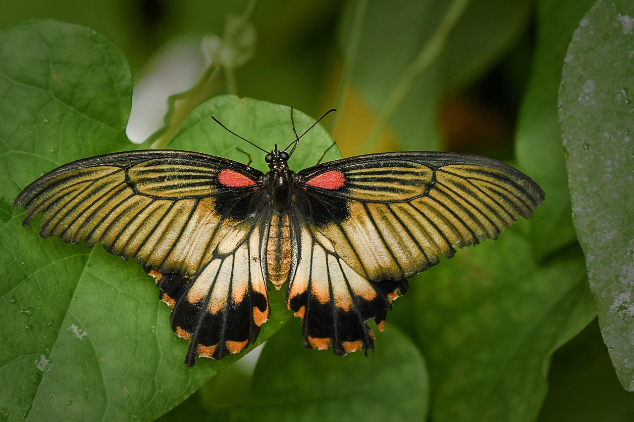 Butterfly Sitter Leaf - Free photo on Pixabay - Pixabay