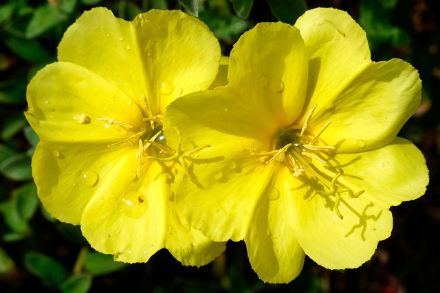 Evening Primroses Flowers Plant - Free photo on Pixabay - Pixabay