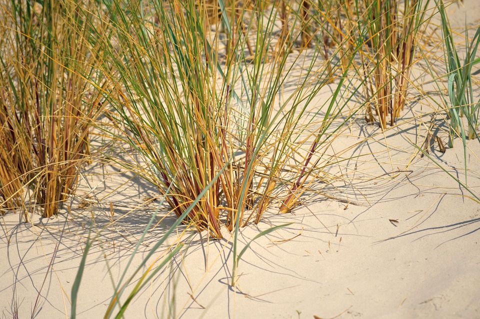 Beach Grass Sand - Free photo on Pixabay - Pixabay