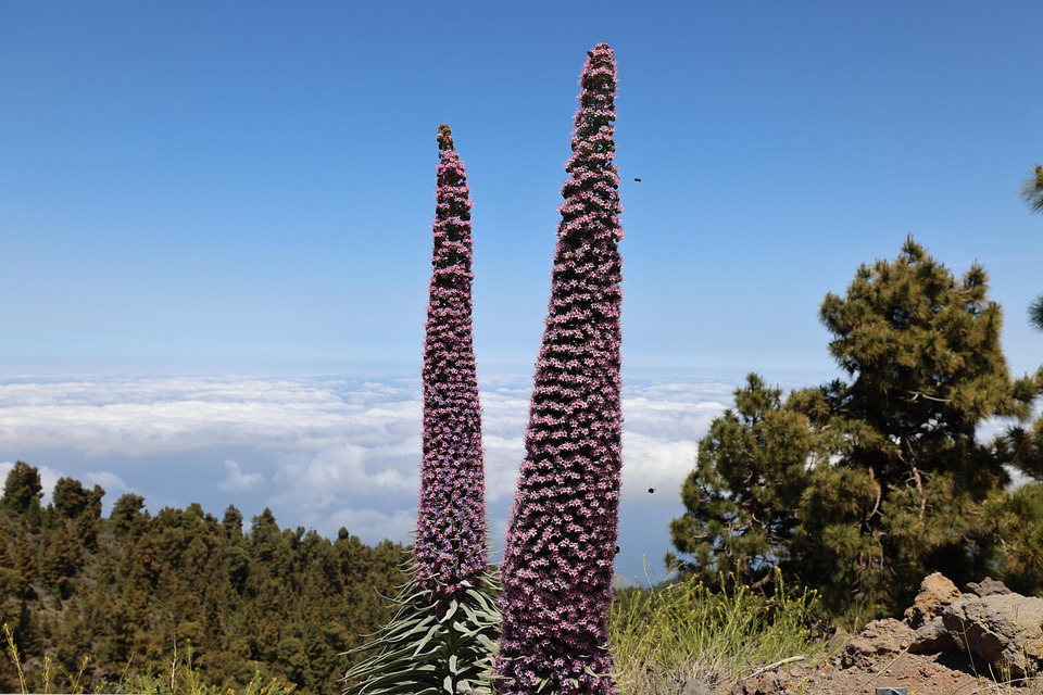 Tajinaste Blume La Palma Roque De - Kostenloses Foto auf Pixabay - Pixabay