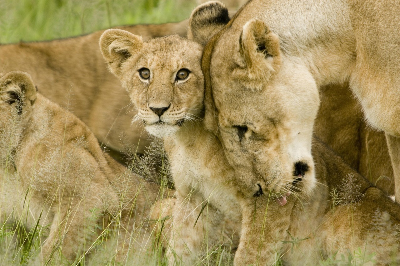 Lion Nature King - Free photo on Pixabay - Pixabay